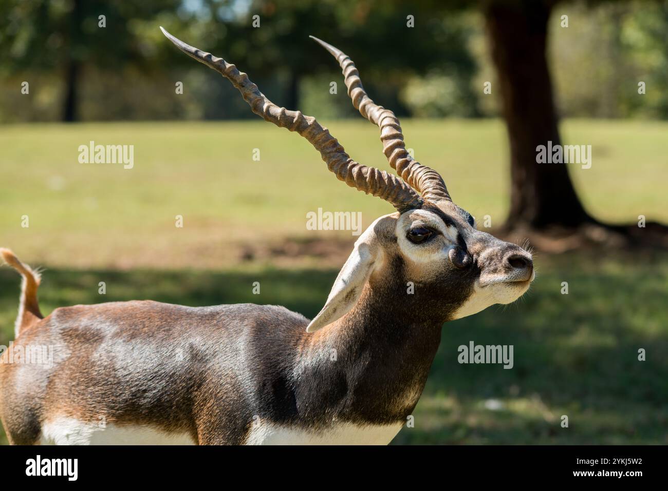 Black buck reserve hi-res stock photography and images - Alamy
