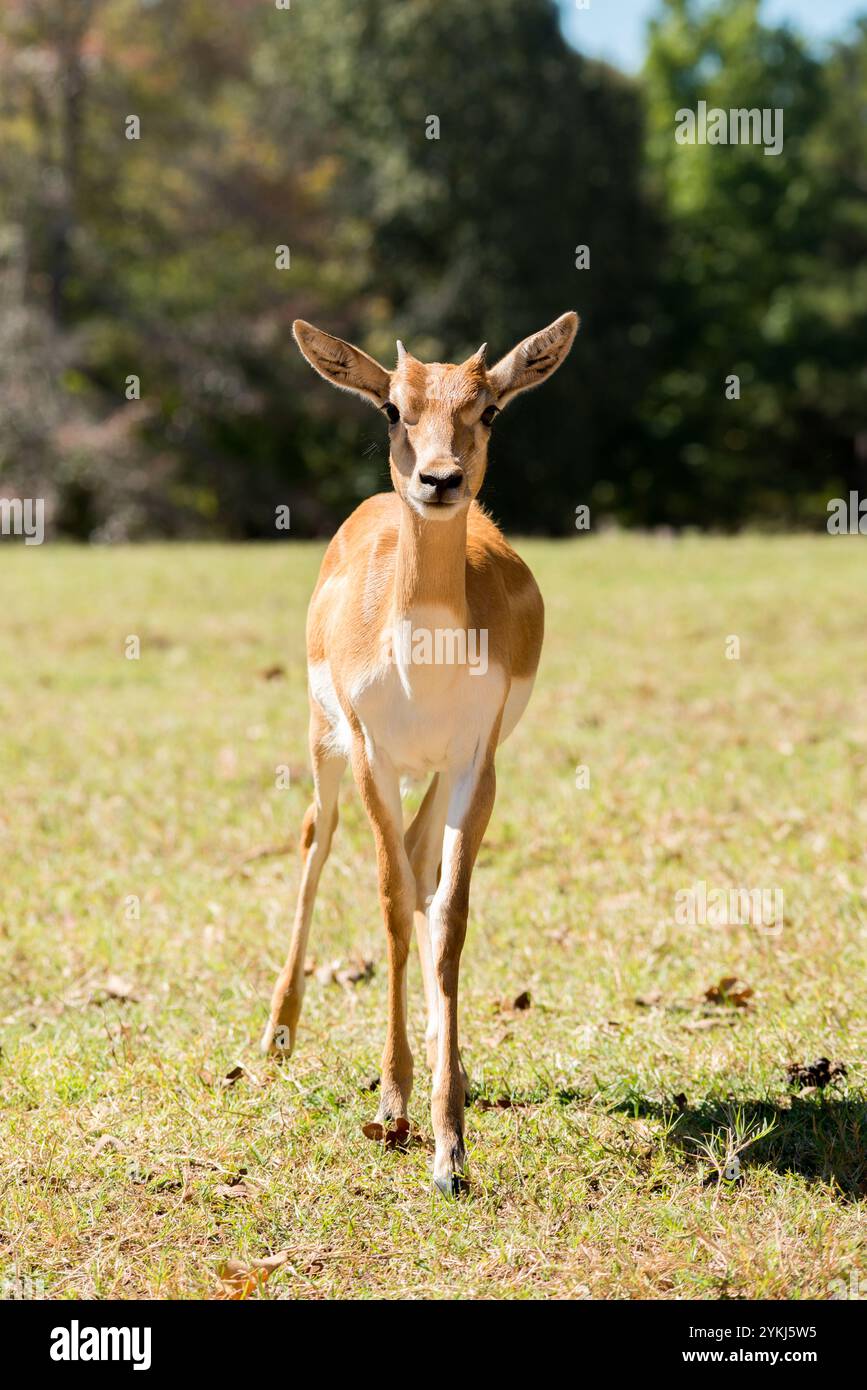 Lechwe mammal portrait hi-res stock photography and images - Alamy