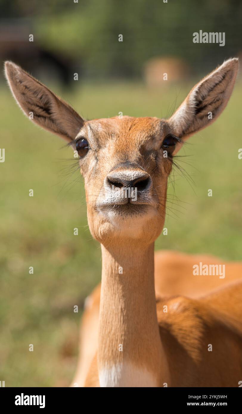 Deer hooves close up hi-res stock photography and images - Alamy