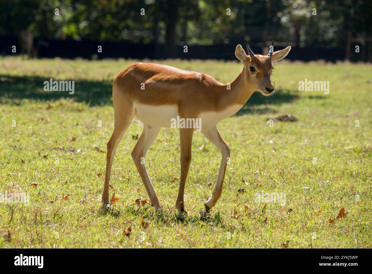 Deer hooves close up hi-res stock photography and images - Alamy