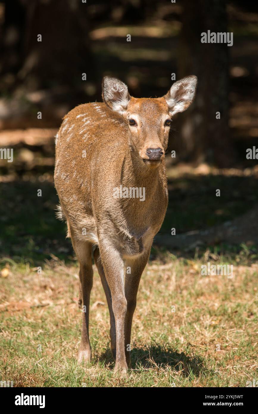 Axis deer doe and fawn hi-res stock photography and images - Alamy