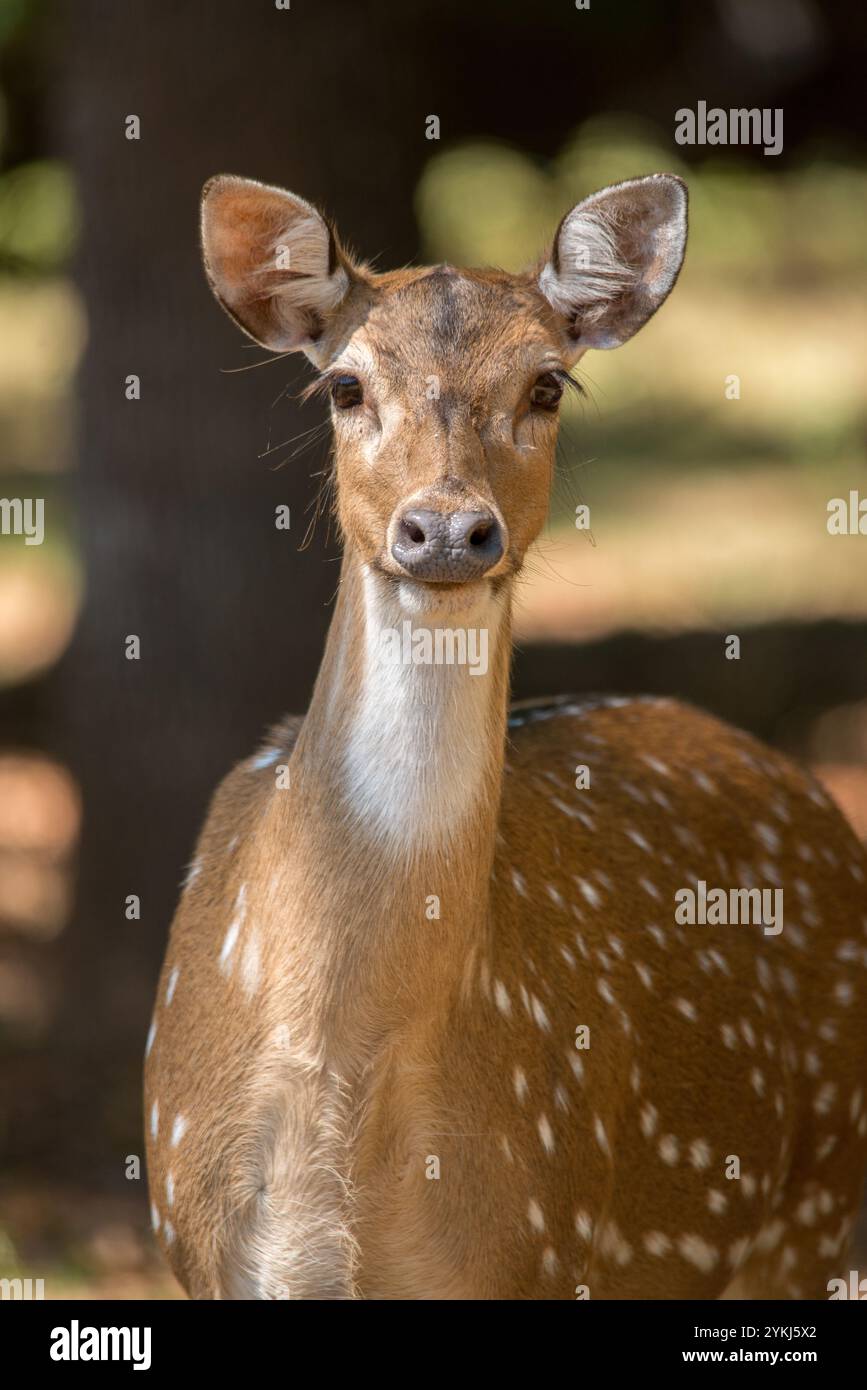 Portrait male spotted axis deer hi-res stock photography and images - Alamy