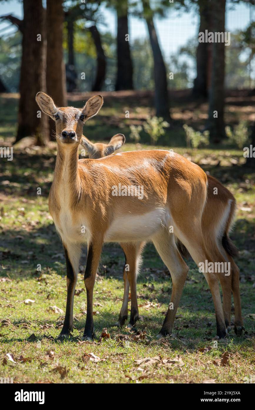 Lechwe portrait horns hi-res stock photography and images - Alamy