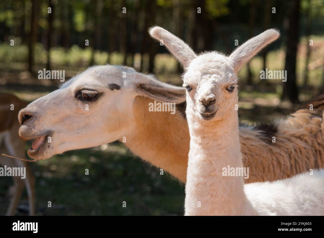 Llama with cria Stock Photo - Alamy