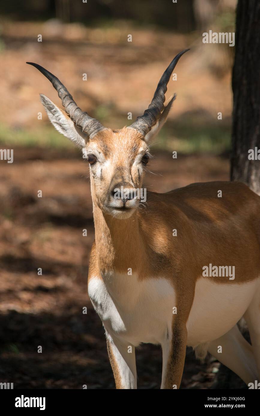 Lechwe portrait horns hi-res stock photography and images - Alamy