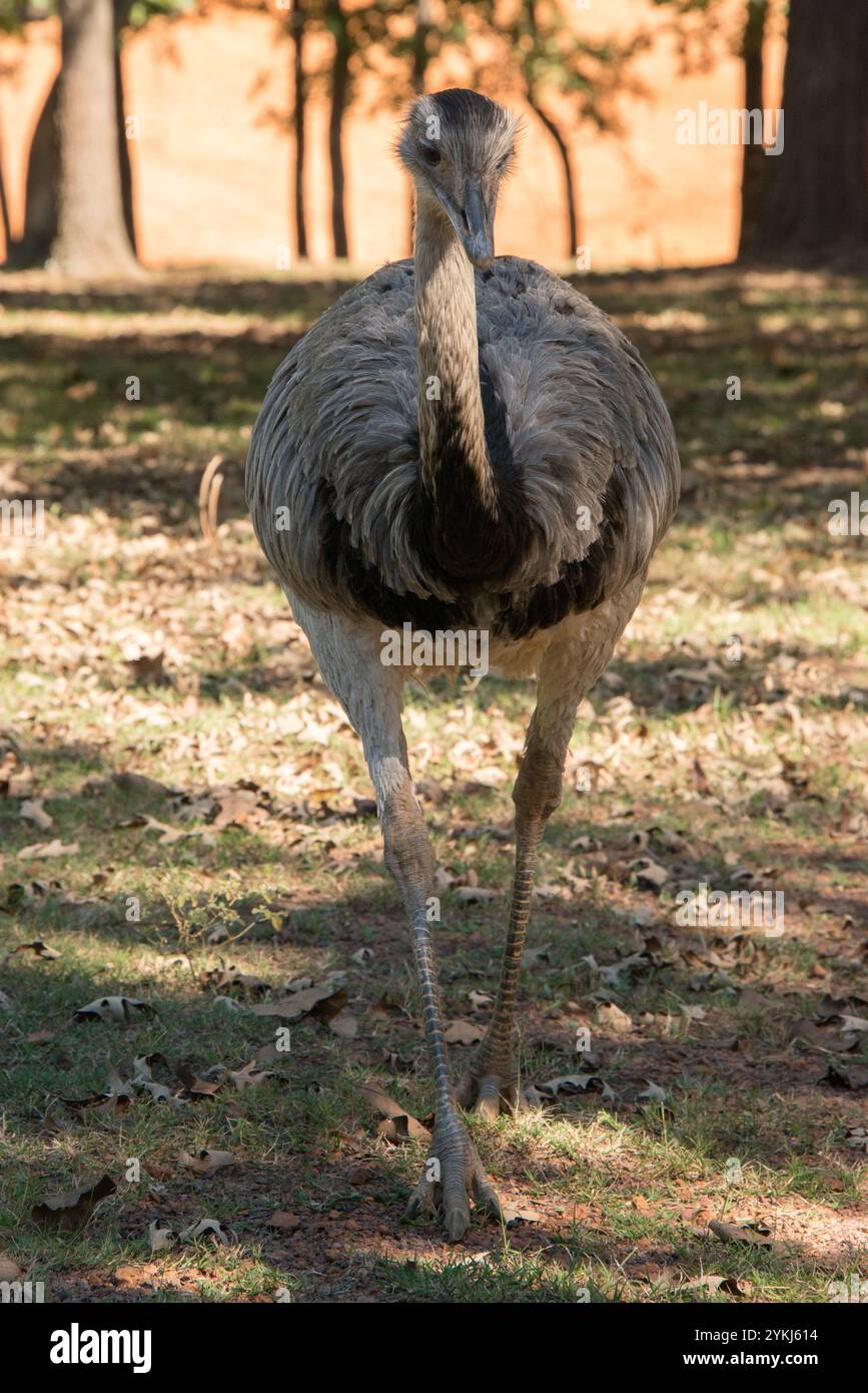Emu legs hi-res stock photography and images - Alamy