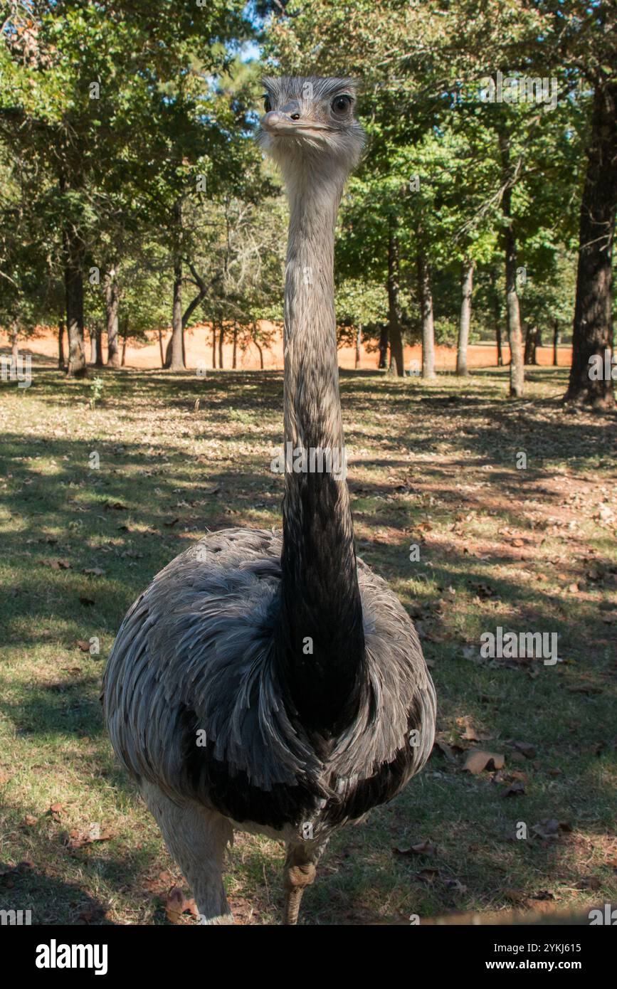 Australian emu bird feet hi-res stock photography and images - Alamy