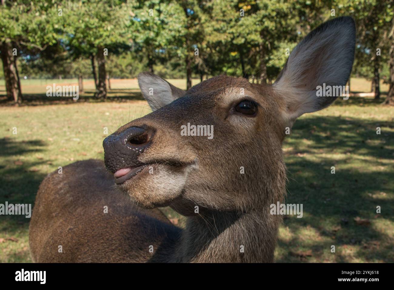 Female spotted deer feeding hi-res stock photography and images - Alamy