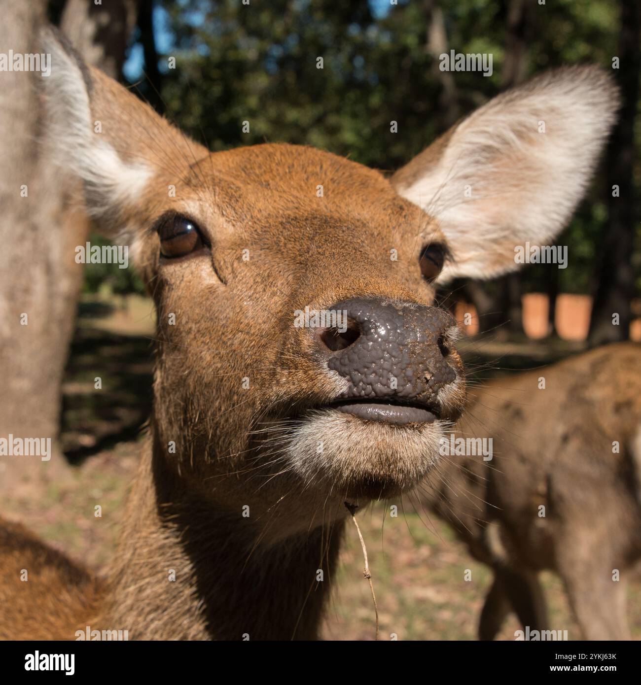 Sika feeding hi-res stock photography and images - Alamy