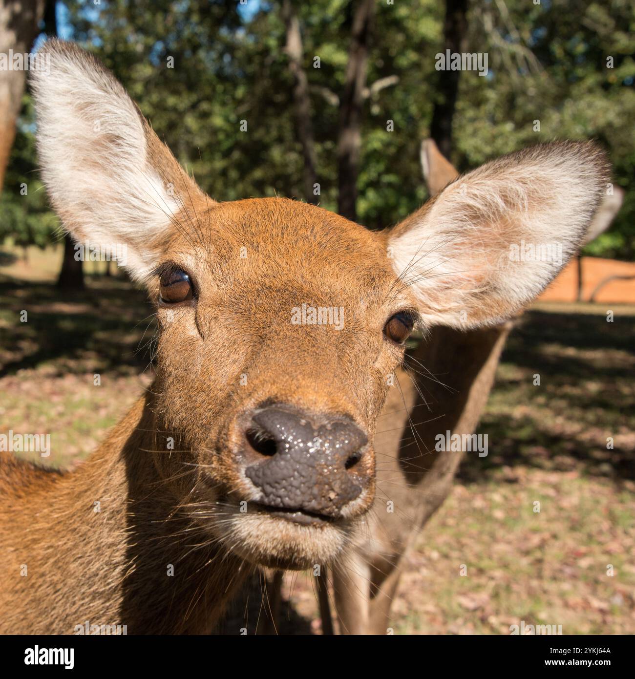 Female spotted deer feeding hi-res stock photography and images - Alamy