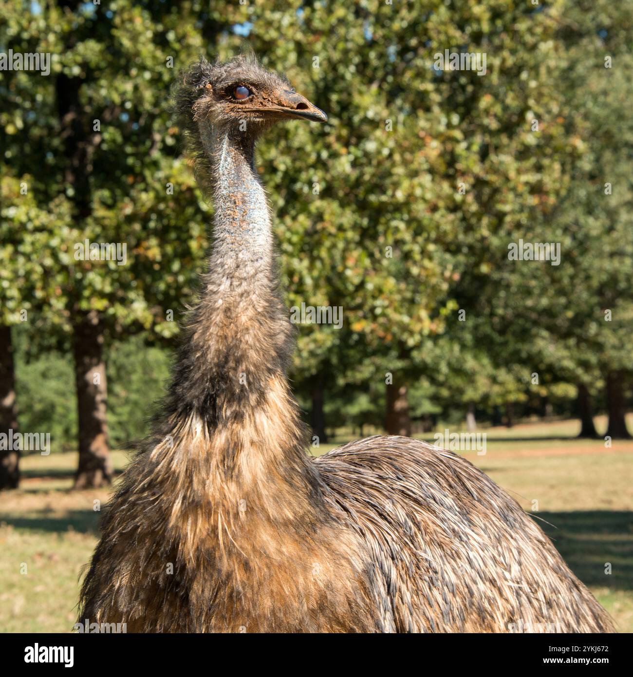 Rhea in grass hi-res stock photography and images - Alamy