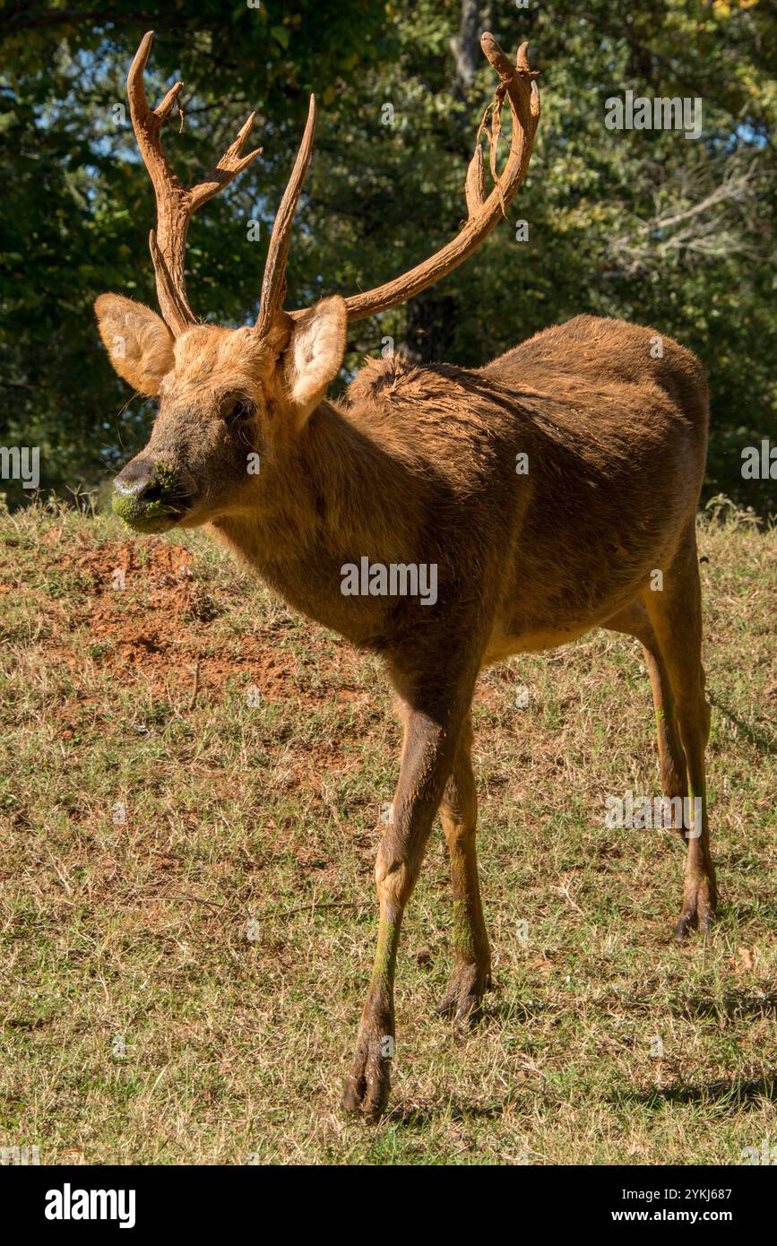 Male Red Deer Stock Photo - Alamy