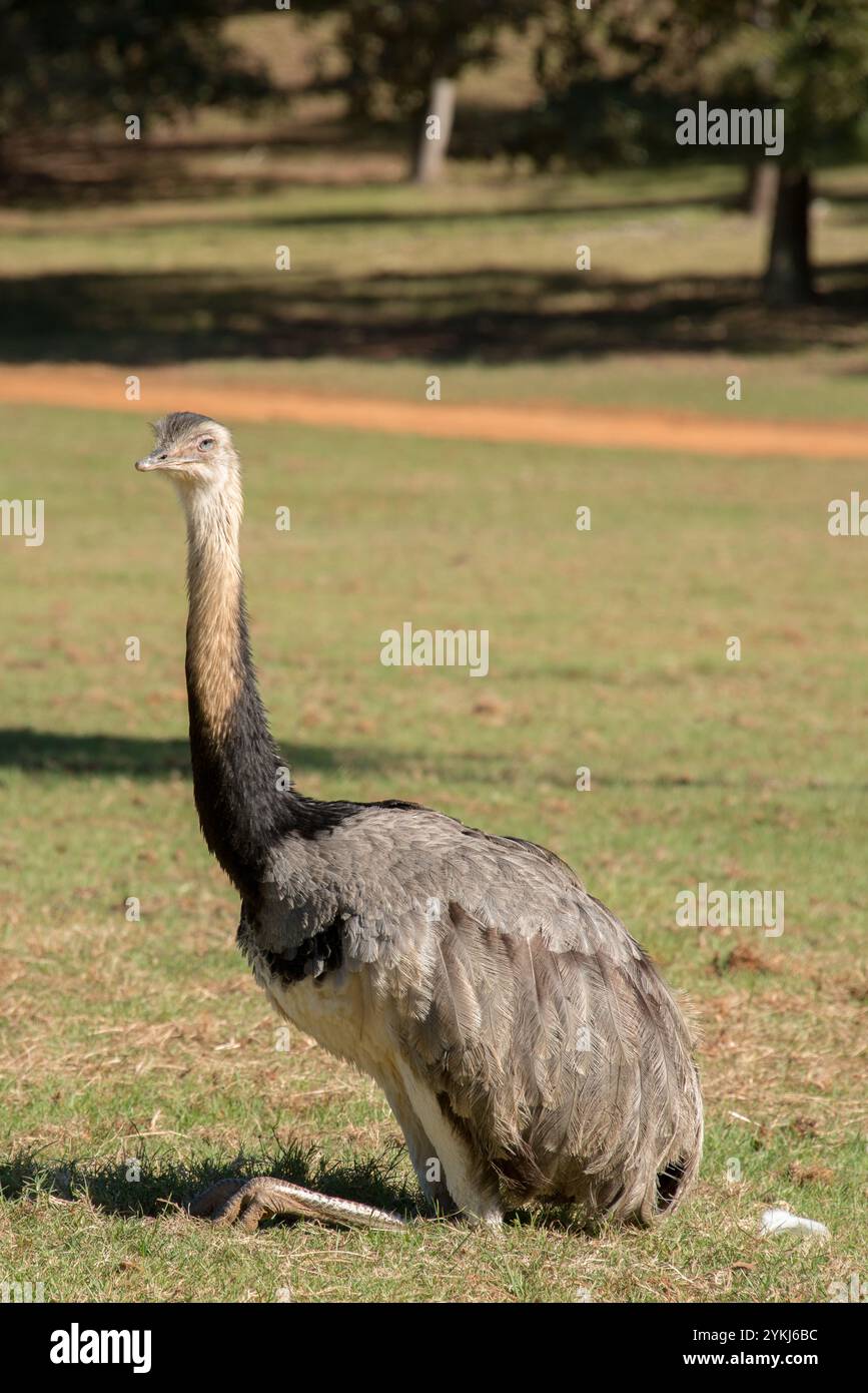 Emu legs hi-res stock photography and images - Alamy