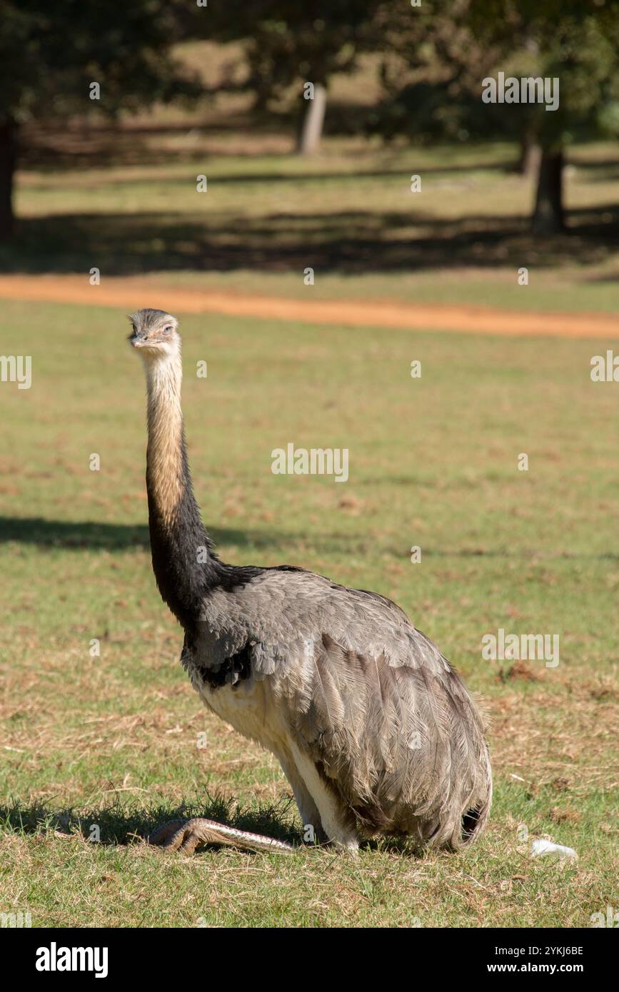 Adult emu hi-res stock photography and images - Alamy