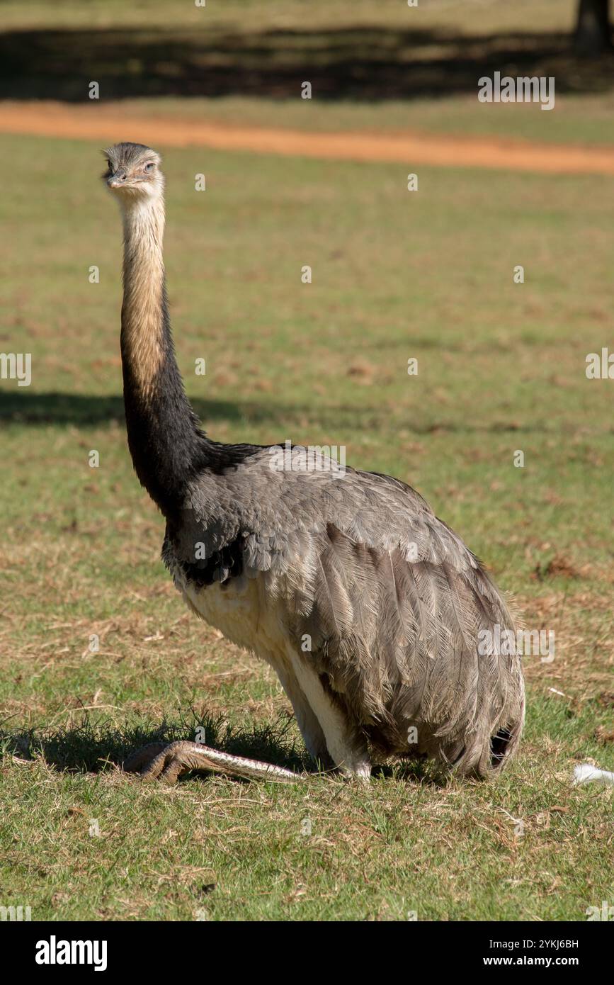 Emu legs hi-res stock photography and images - Alamy