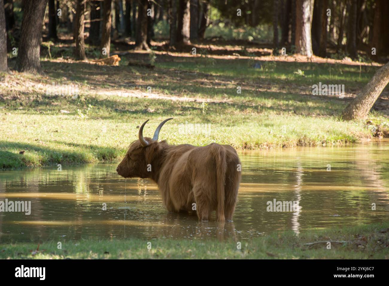 Highland Cattle in a pond Stock Photo - Alamy