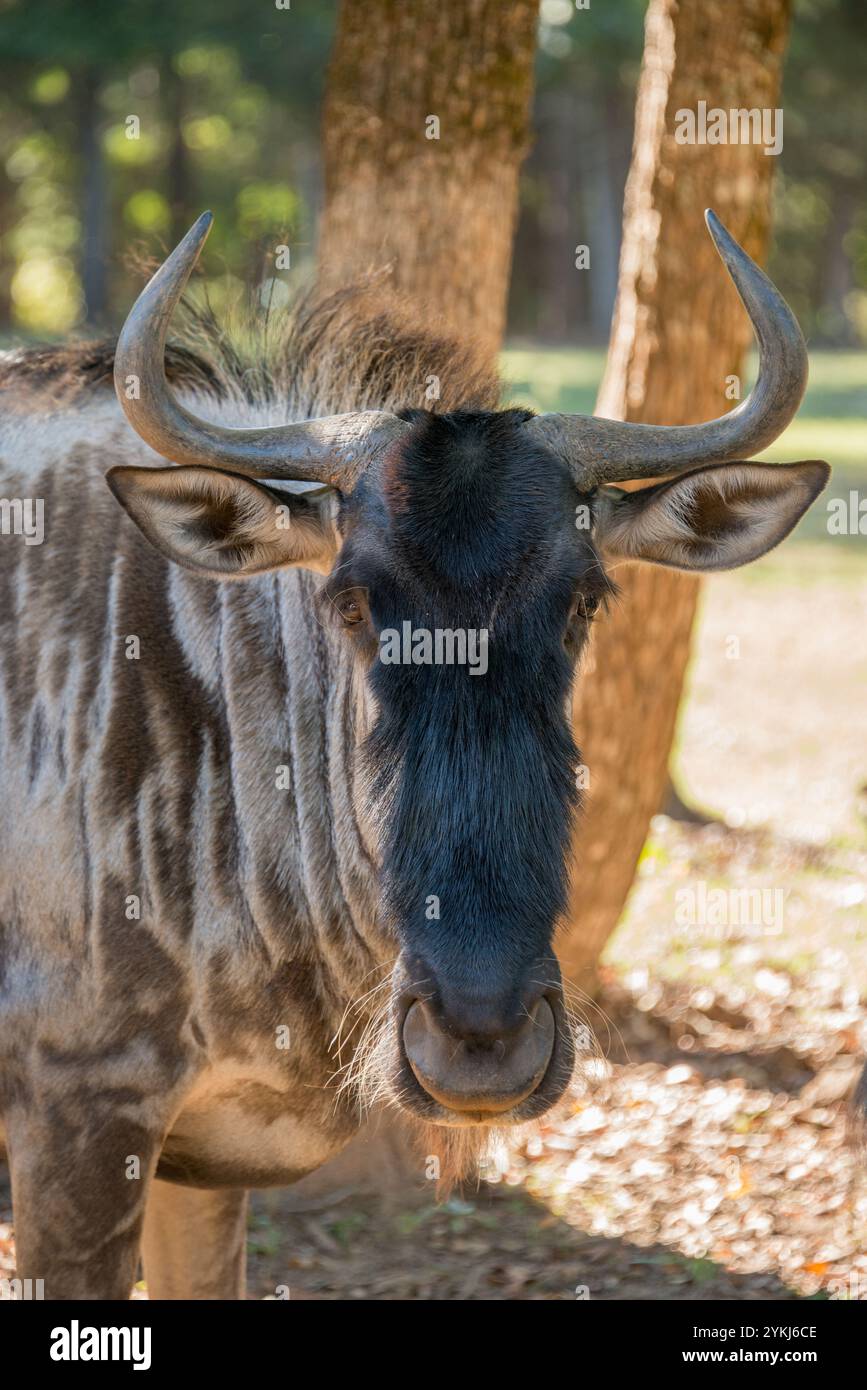 Closeup wildebeest horns hi-res stock photography and images - Alamy