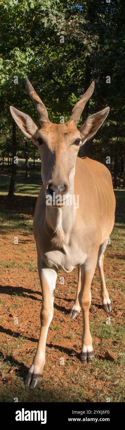 Common eland african animal hi-res stock photography and images - Alamy