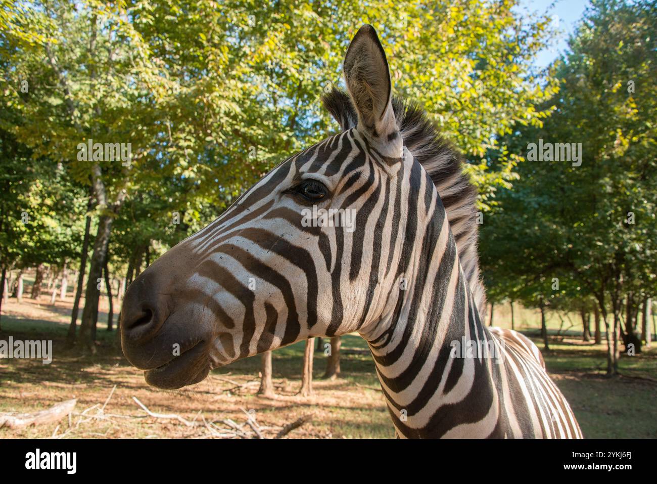 Cute zebra animal head hi-res stock photography and images - Alamy