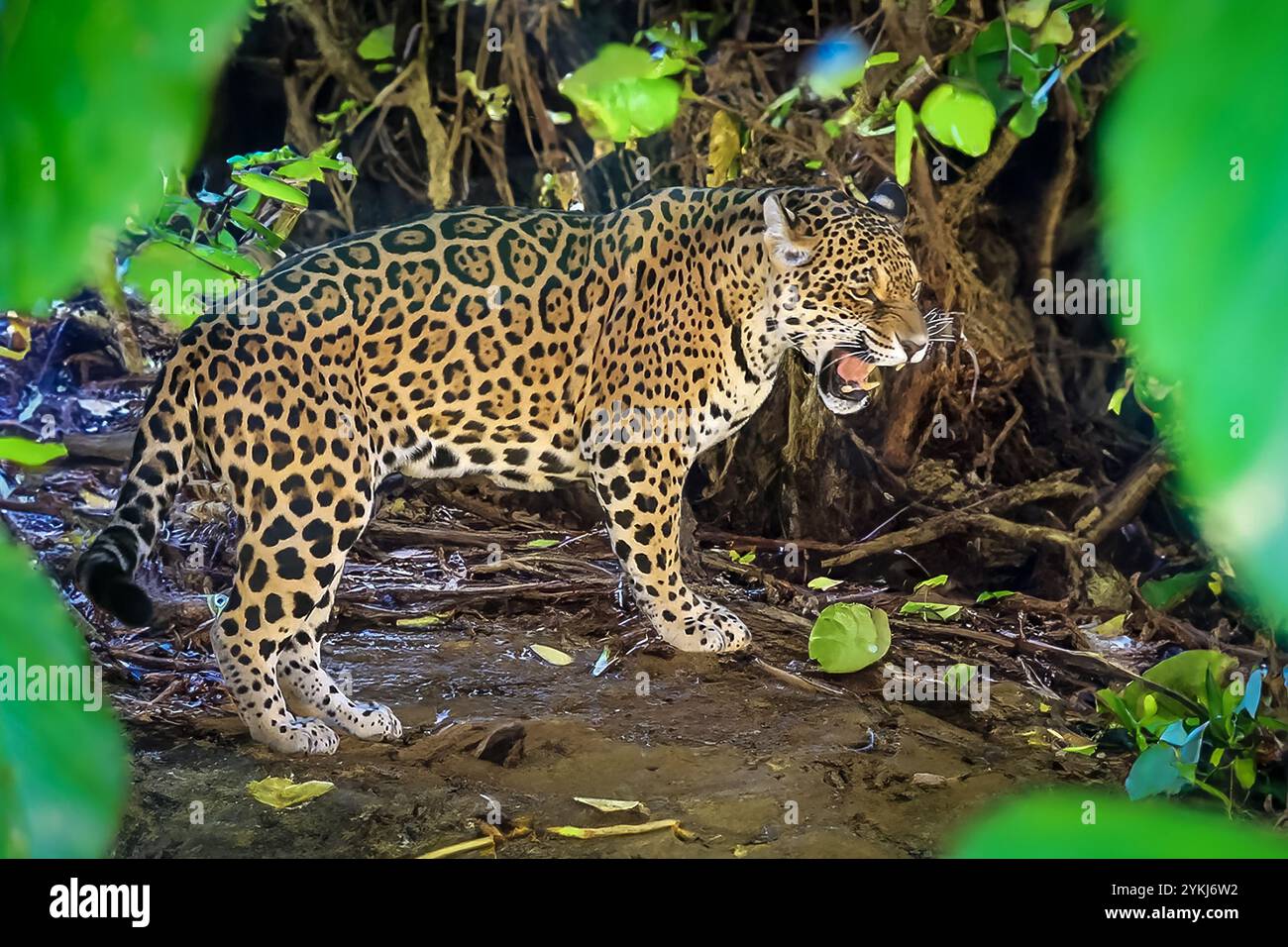 South American jaguar (Panthera onca). Tropical feline "onça pintada ...