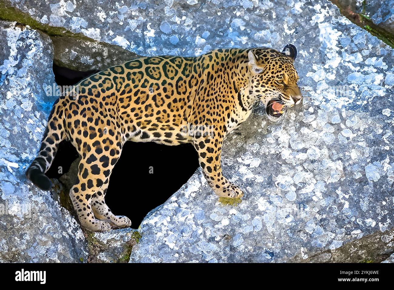 South American jaguar (Panthera onca). Tropical feline "onça pintada ...