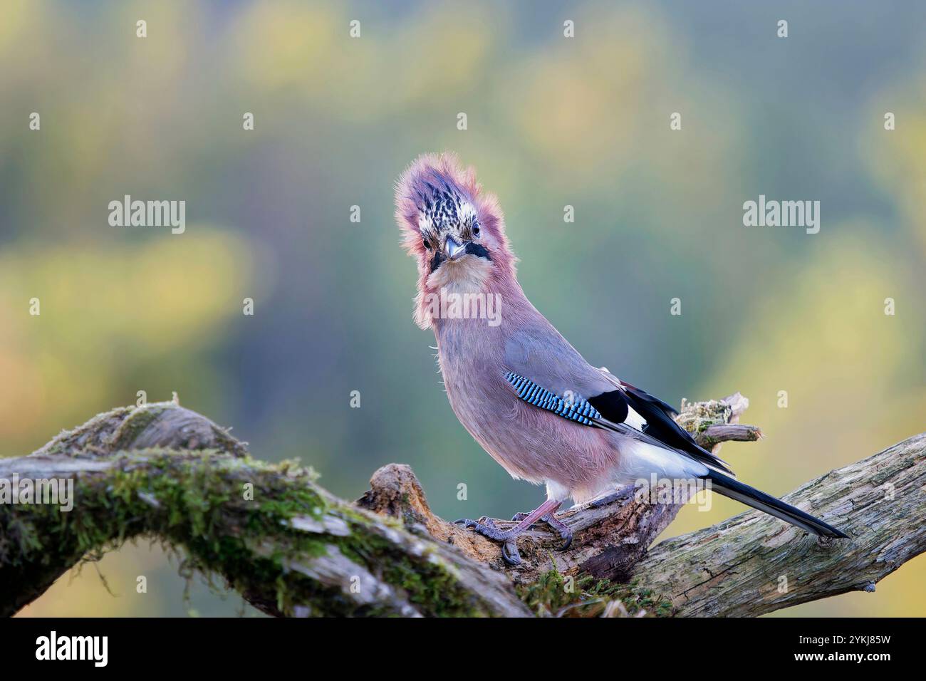European jay in flight hi-res stock photography and images - Alamy