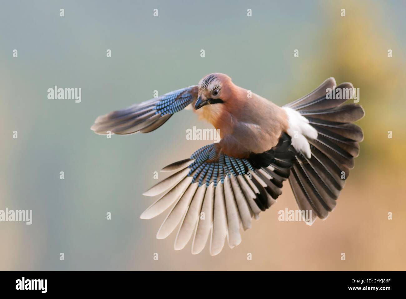 European jay in flight hi-res stock photography and images - Alamy