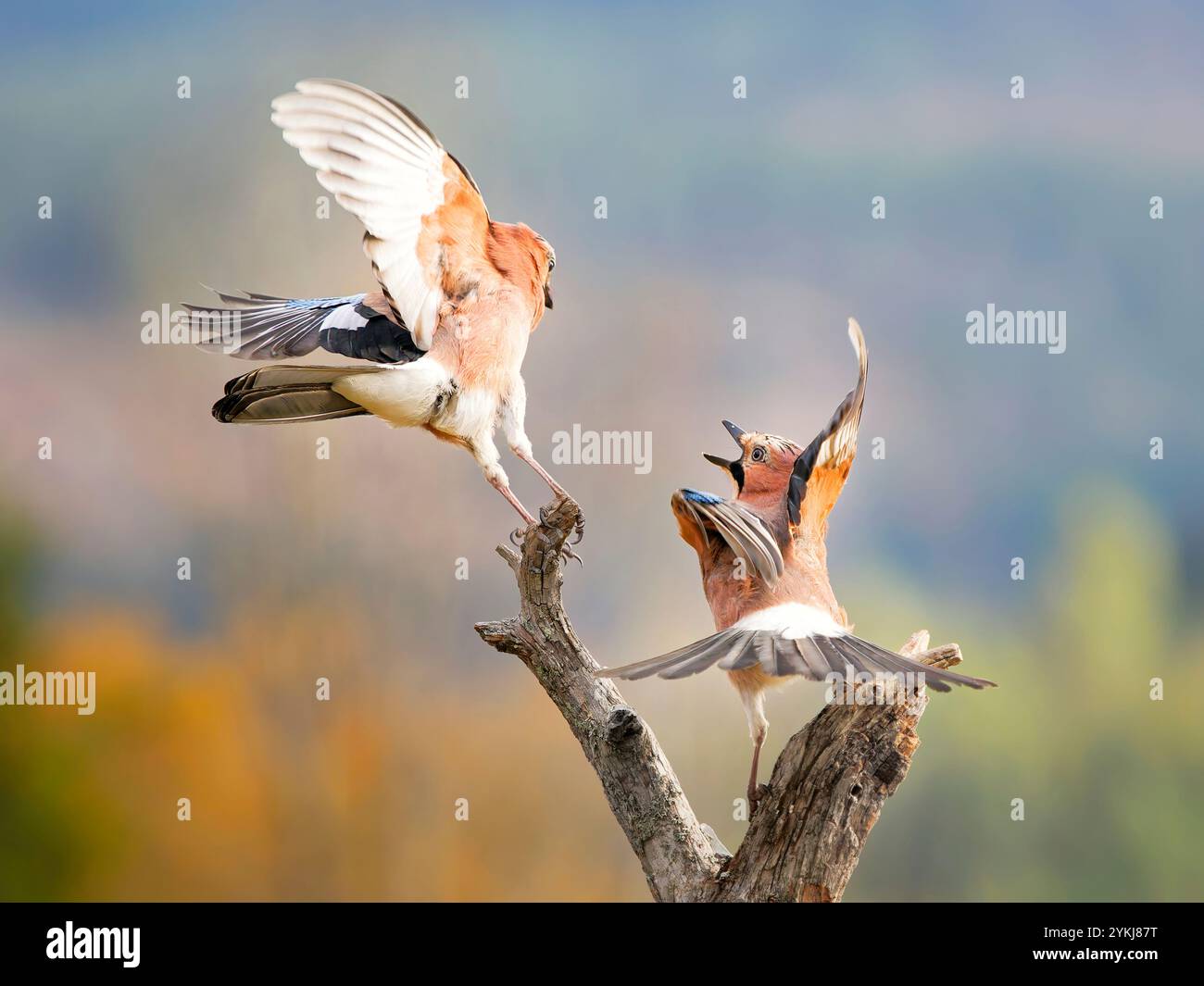 European jay in flight hi-res stock photography and images - Alamy