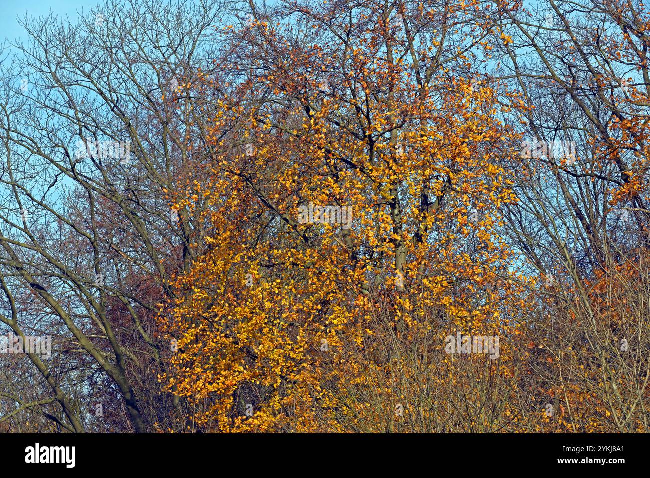 Baum des Jahres 2025 Das leuchtende Herbstlaub der Rot-Eiche aus ...