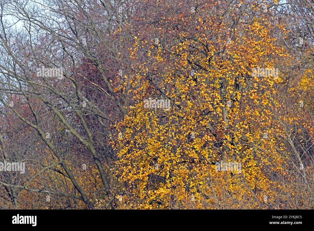 Baum des Jahres 2025 Das leuchtende Herbstlaub der Rot-Eiche aus ...