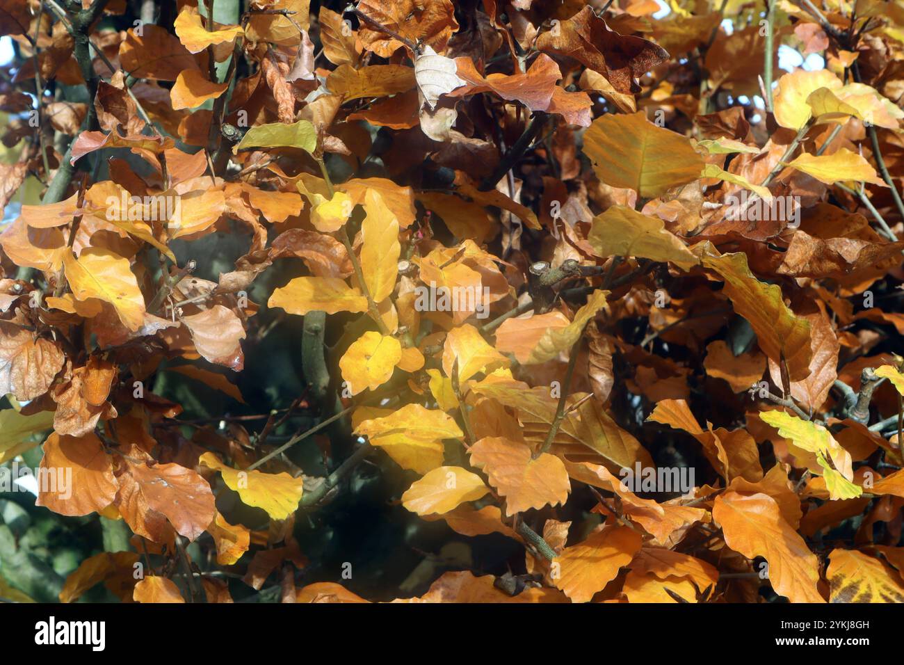 Buchenhecken als Einfriedung Herbstlaub einer Buchenhecke entlang eines ...
