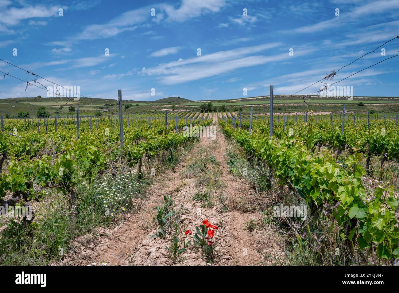 Grapes growing vineyard village background hi-res stock photography and ...
