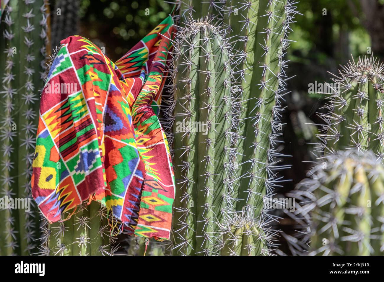 Laundry was not hung out to dry on a line, but on cacti. Kas di pal'i ...
