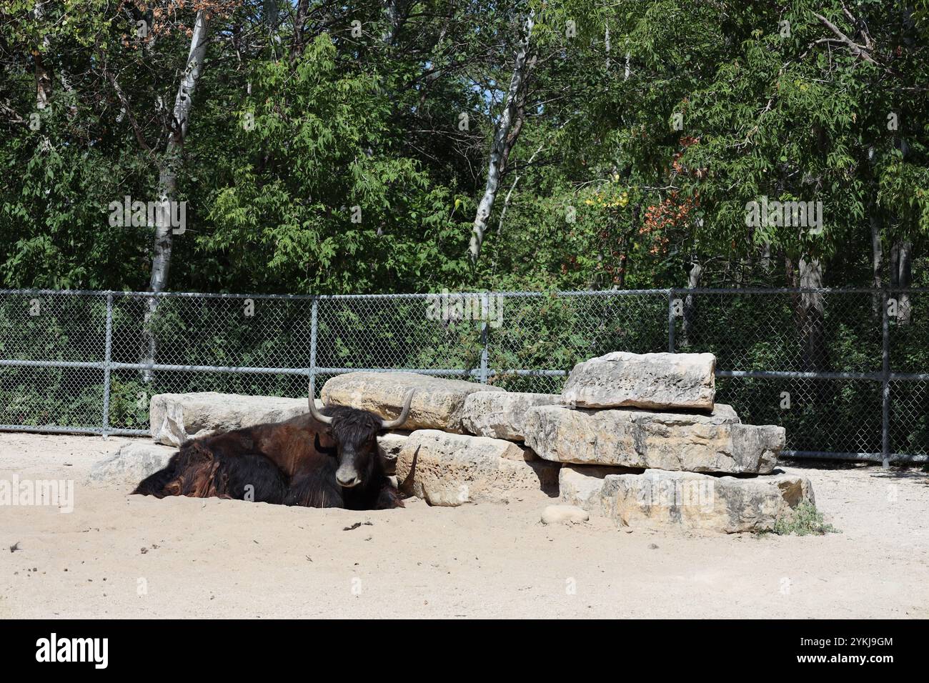 yak resting beside large rock feature in bright sunshine Stock Photo ...