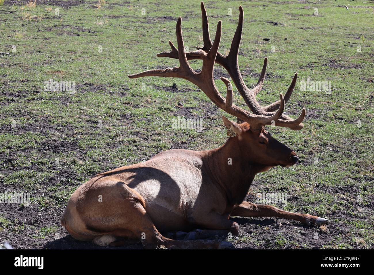 Large sun hart hi-res stock photography and images - Alamy