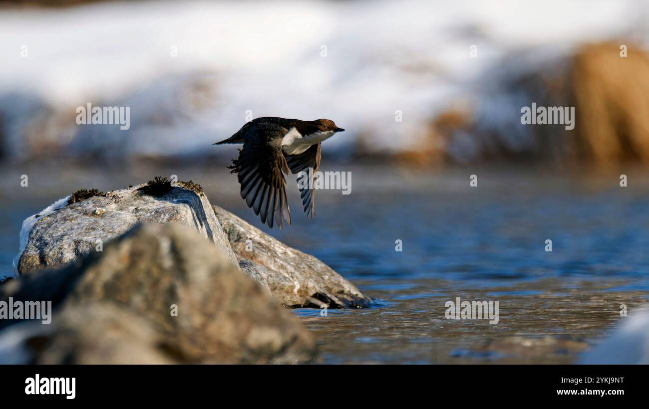 Dipper in flight hi-res stock photography and images - Alamy