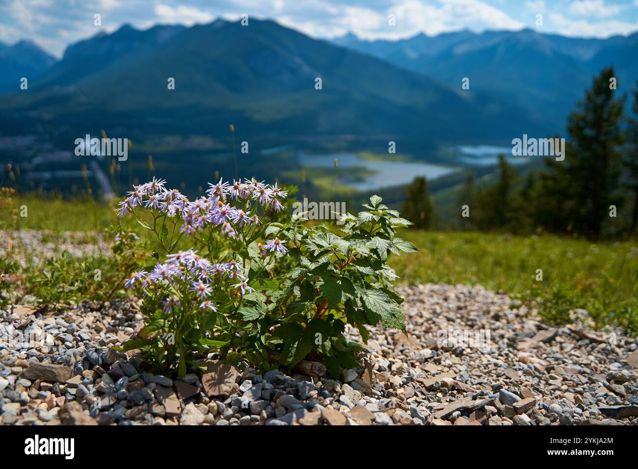 Beautiful small wildflowers on the background of the gorgeous mountains ...