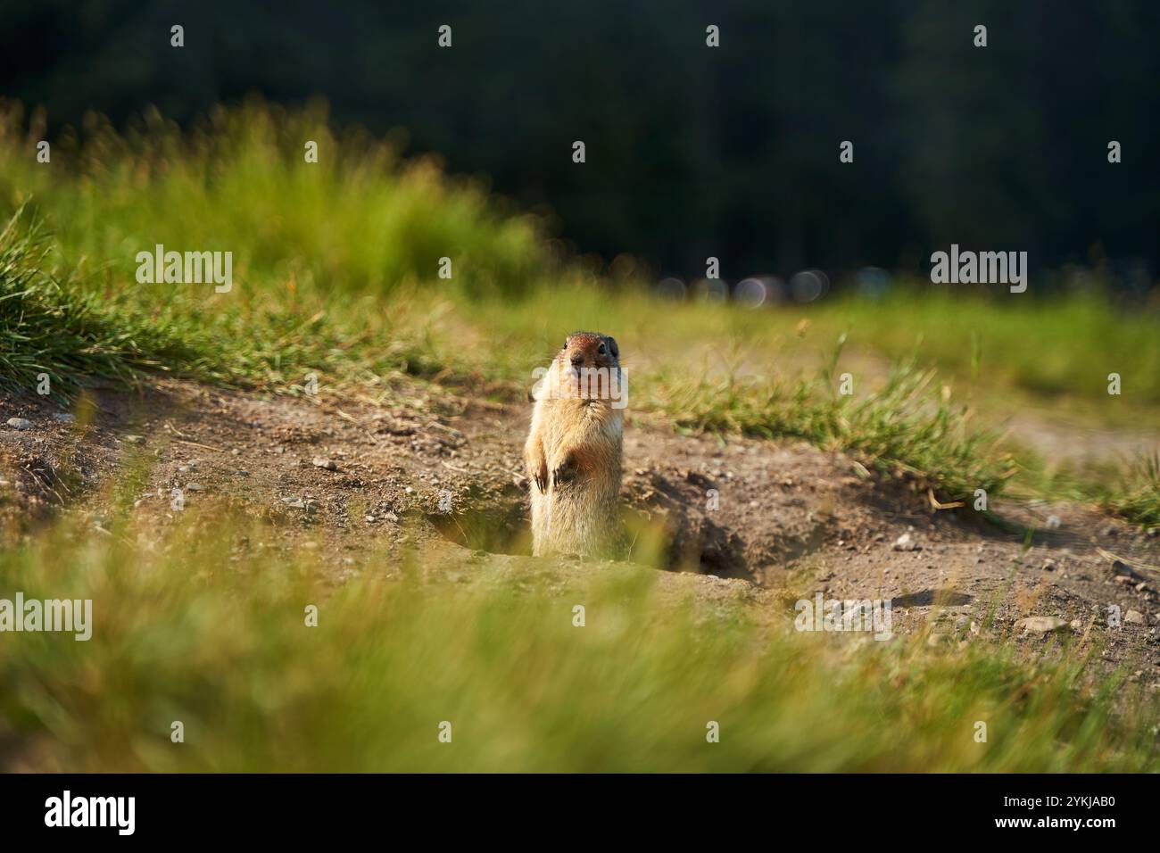 Prairie dogs in their native environment in the meadows in the ...