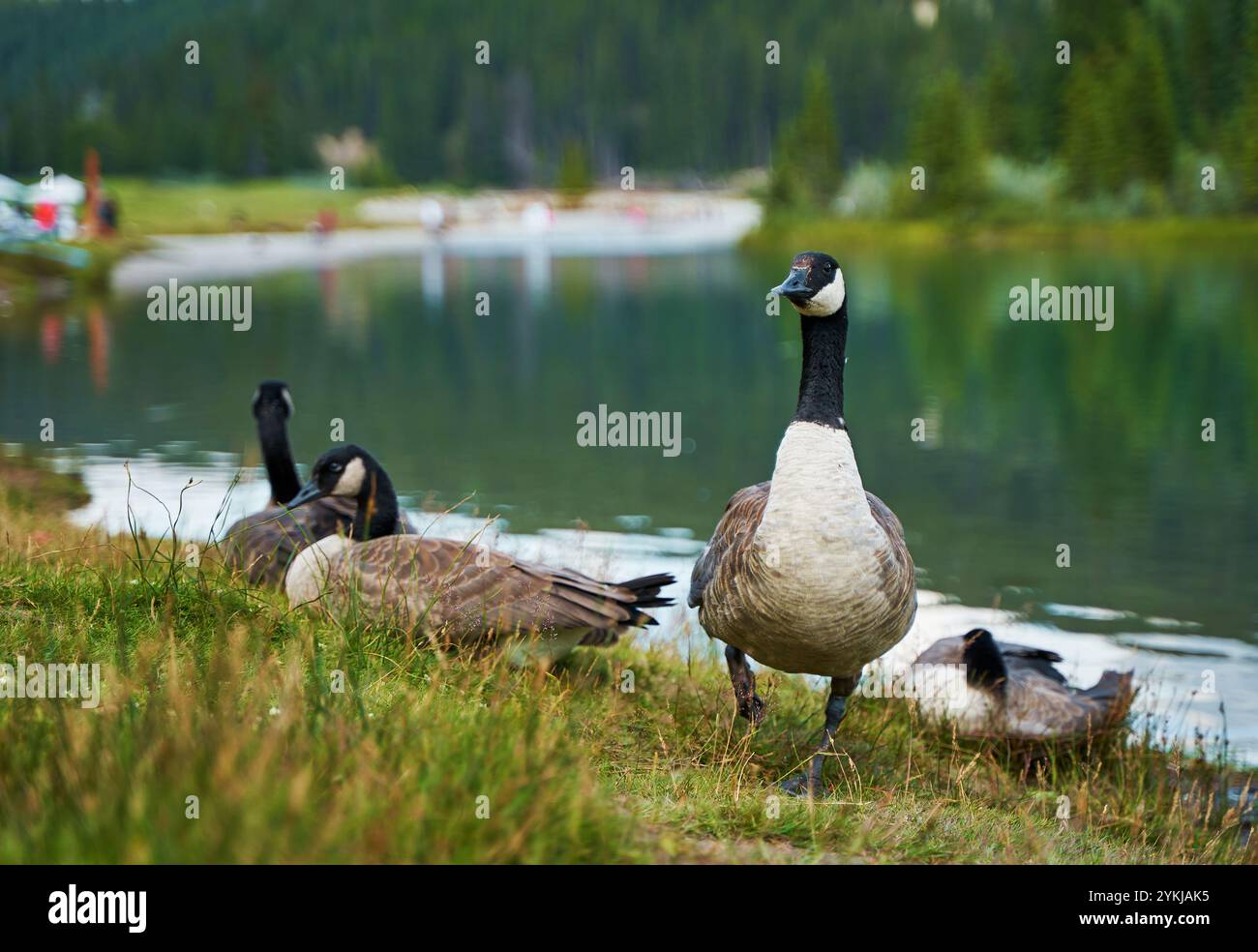 A flock of Canadian brown proud geese walk by the lake Stock Photo - Alamy