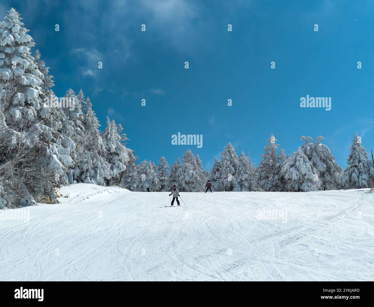 Skiers on a wide, gentle slope next to trees with a blue sky background ...