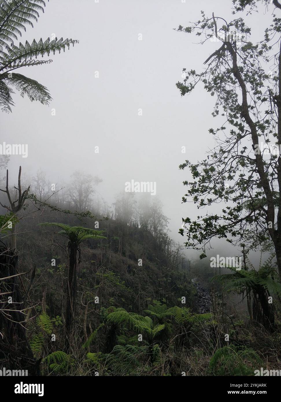 Jungle in the mountains in the fog after a storm. Forest in the fog ...