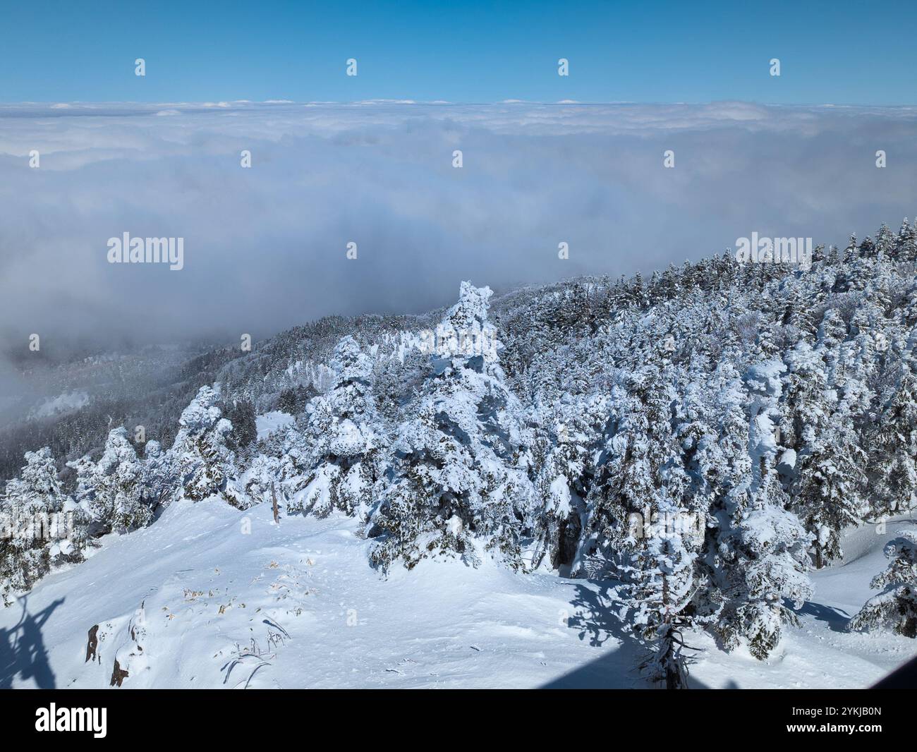 Snowy trees and a winter landscape emerging through clouds at Shibutoge ...