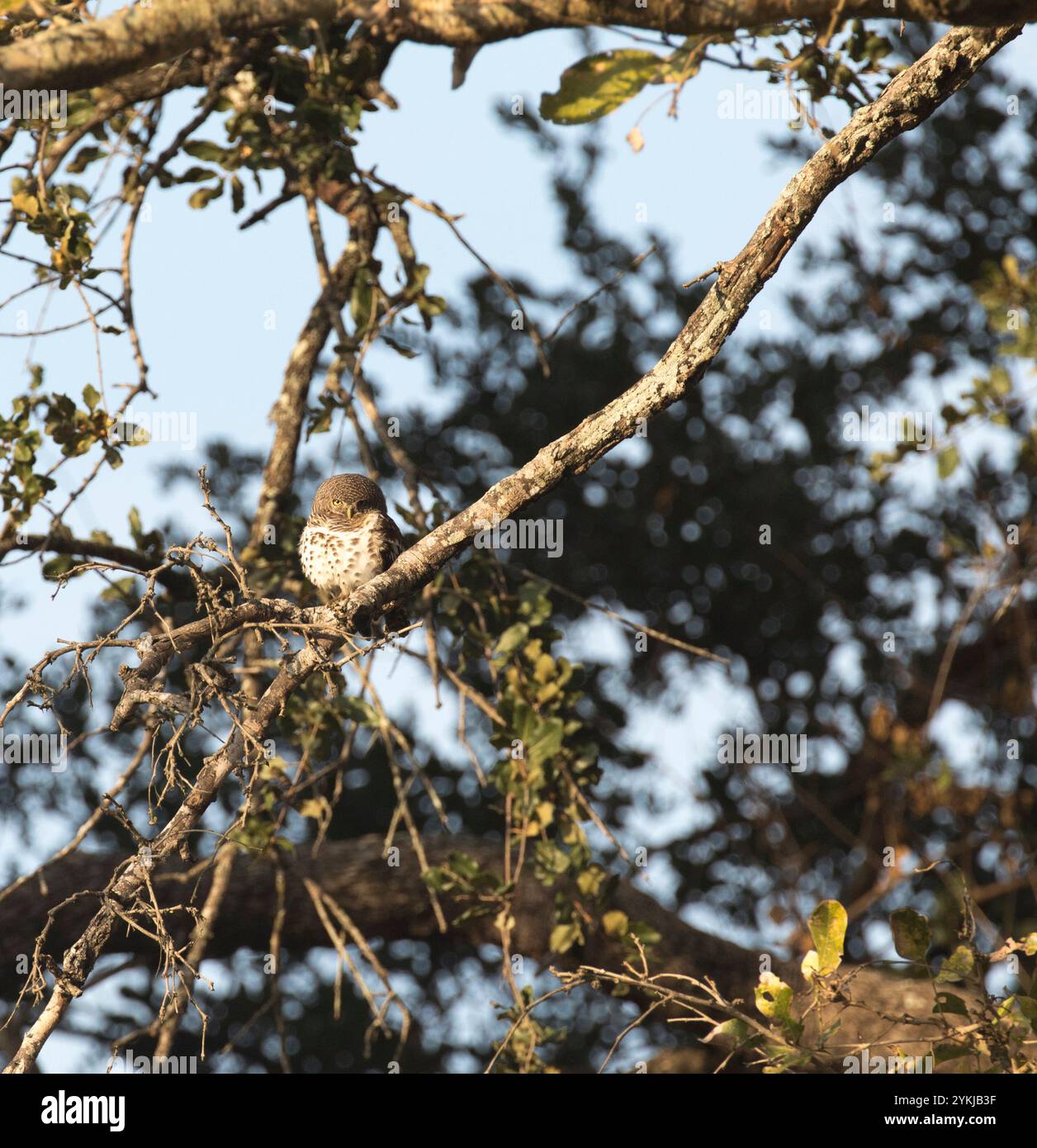 African barred owlet glaucidium hi-res stock photography and images - Alamy