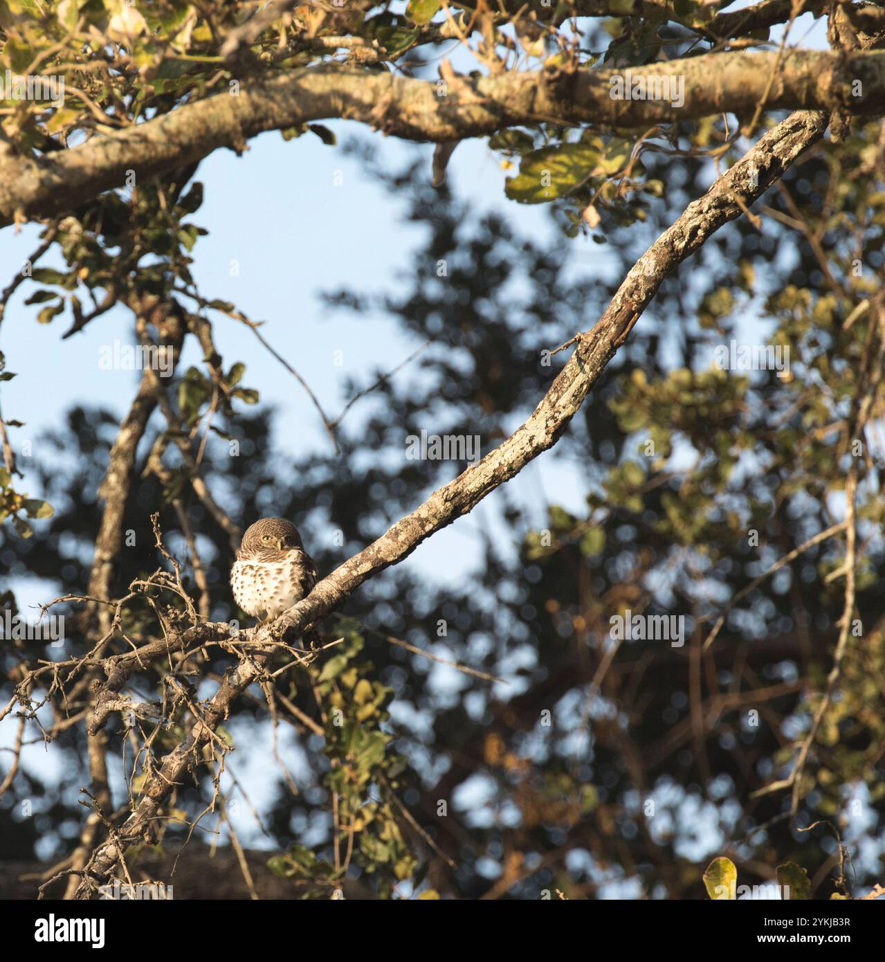 African barred owlet glaucidium hi-res stock photography and images - Alamy