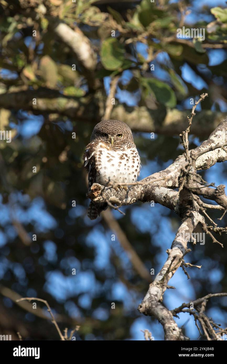 African barred owlet glaucidium hi-res stock photography and images - Alamy