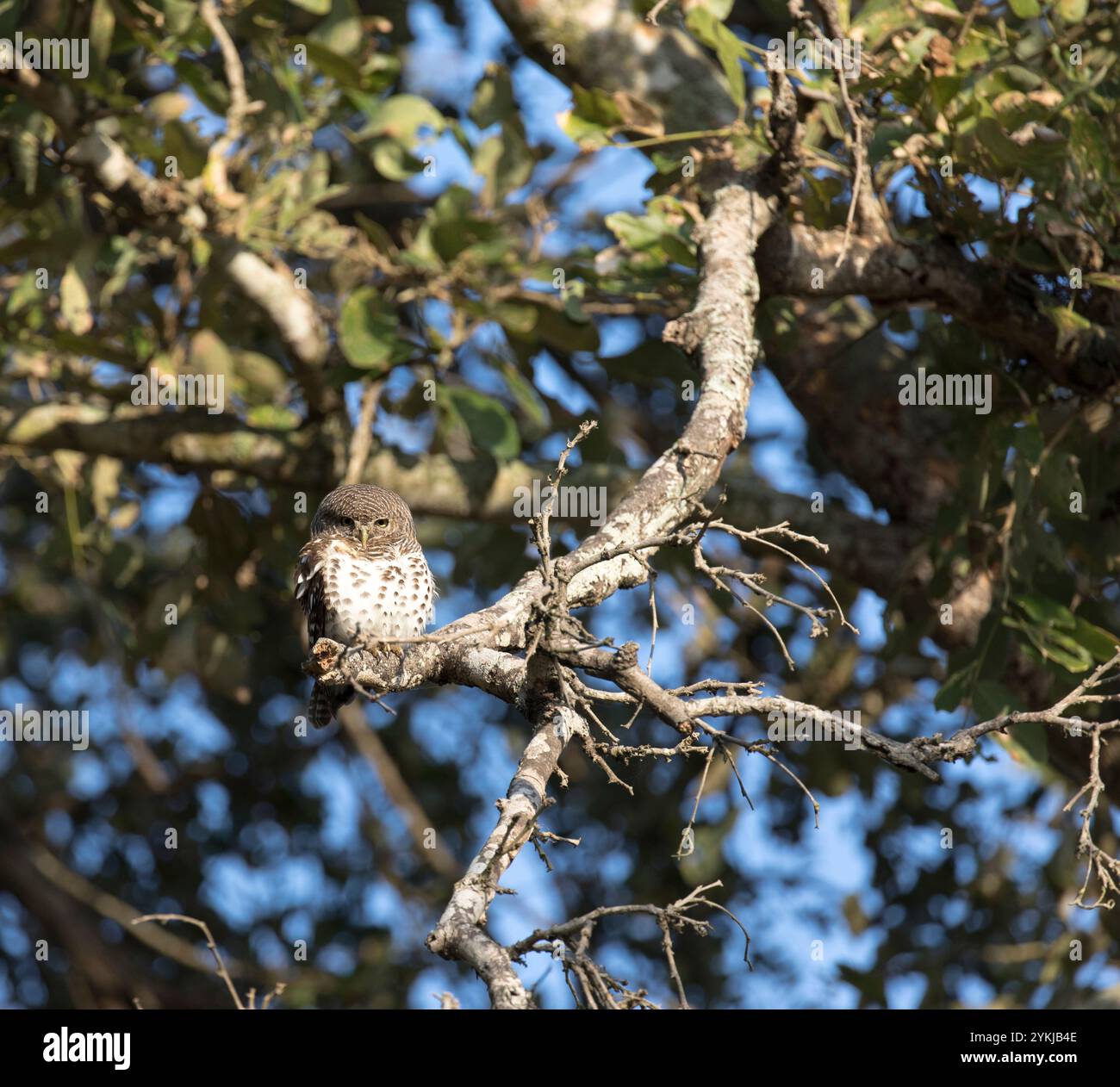 A photo of African barred owlet in Southafrica Stock Photo - Alamy