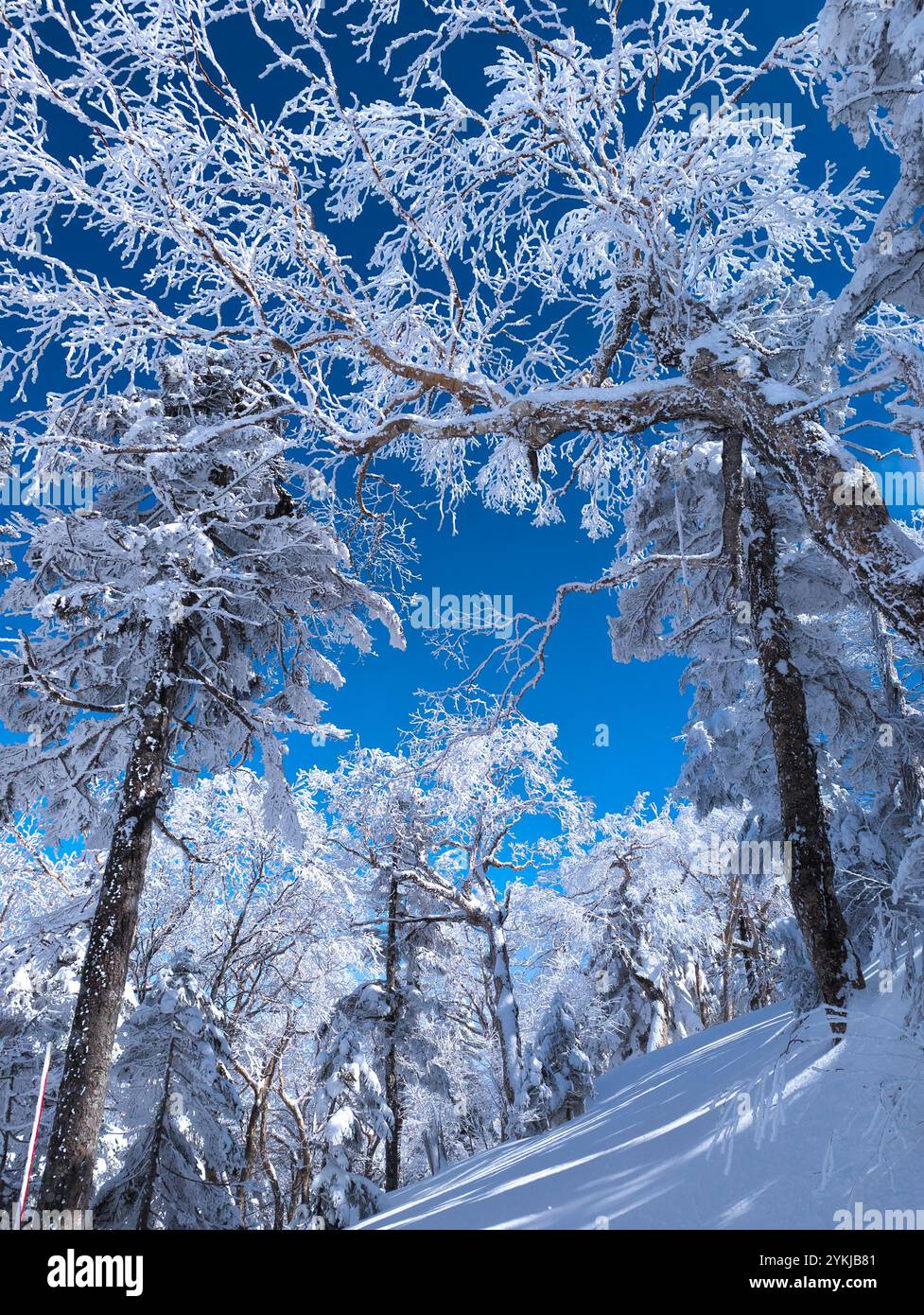 Snow covered trees in a forest with a blue sky (Yokoteyama, Japan Stock ...