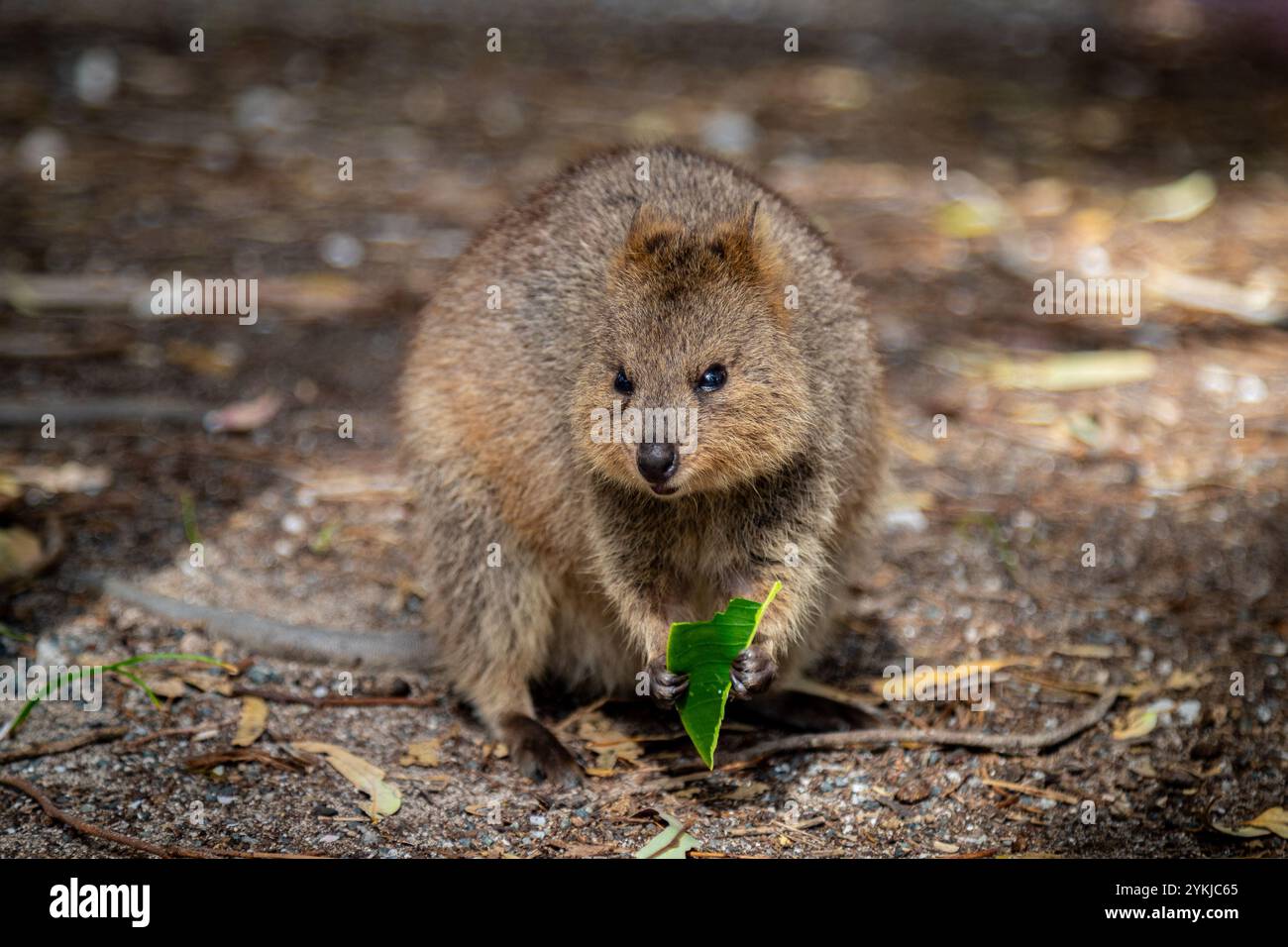 A wild quokka outside in Rottnest Island, Western Australia. The Quokka ...