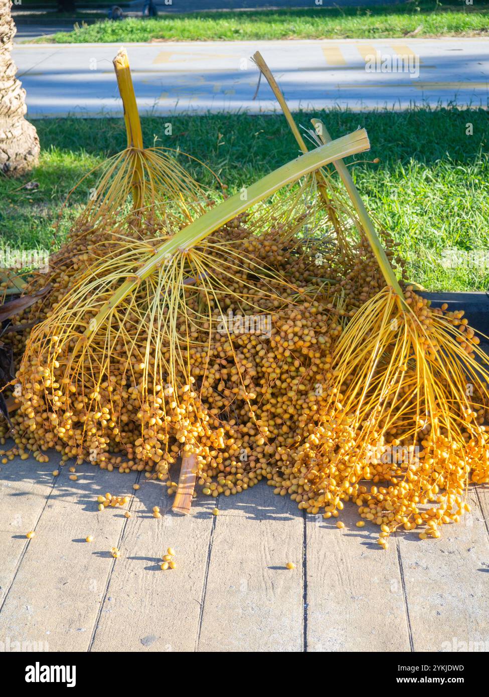 Cut berries from Butia palm. Edible berries. Palm fruits. Botany ...