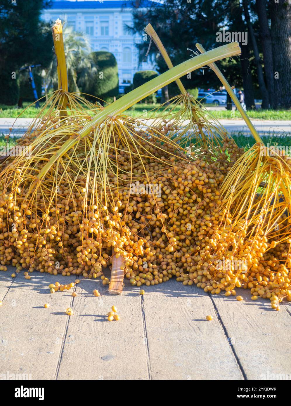 Cut berries from Butia palm. Edible berries. Palm fruits. Botany ...